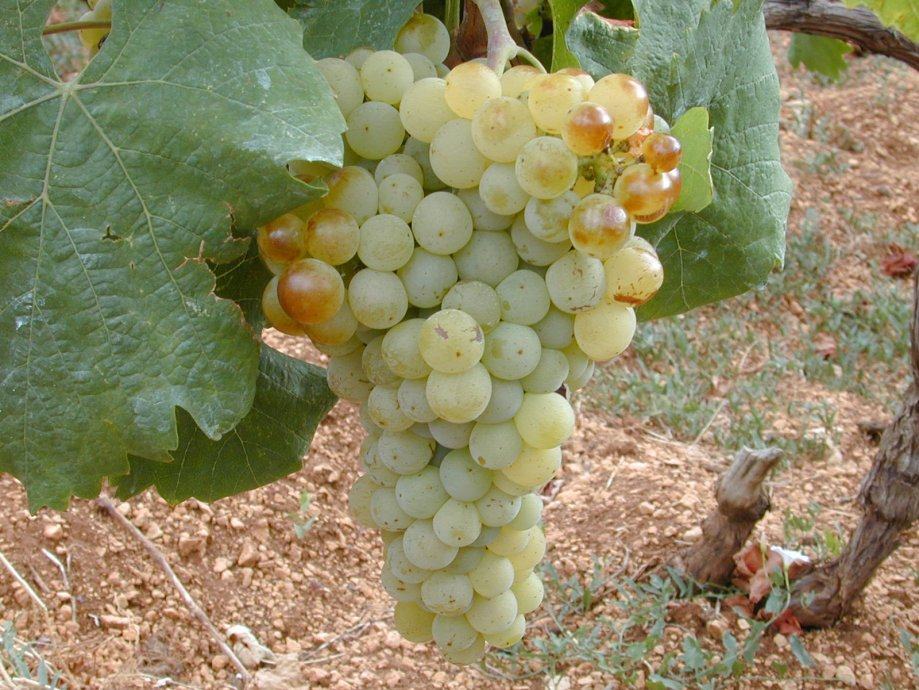 Bijelo grožđe debit + maraština