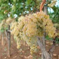 Bijelo grožđe, debit