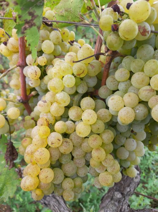 Bijelo grožđe