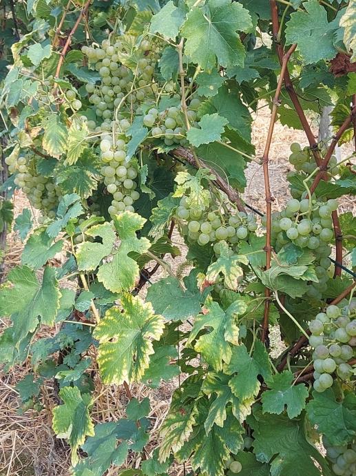 Bijelo grožđe, miješano