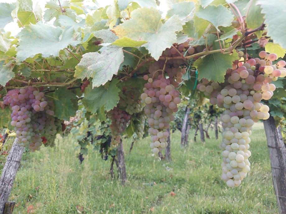 Bijelo grožđe, vrhunska kvaliteta, Sv. Ivan Zelina