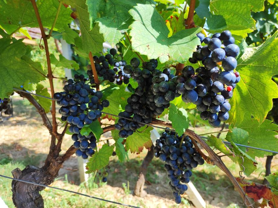 Crno grožđe Frankovka 0913899723