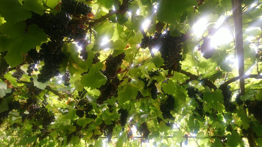 Crno grožđe frankovka