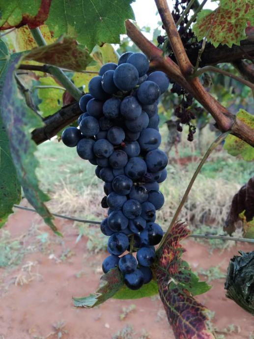 Crno grožđe za prodaju