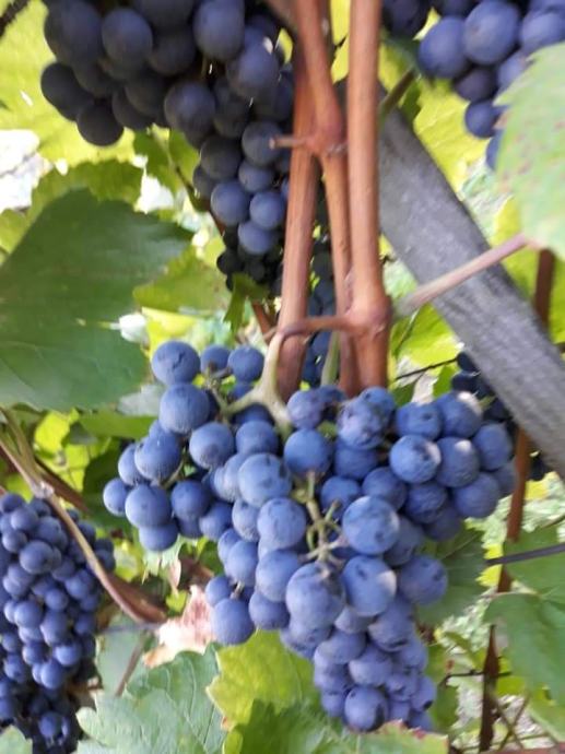 Crno grožđe - frankovka