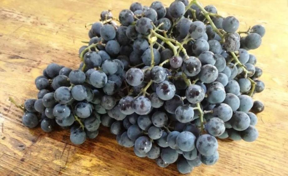 Crno grožđe
