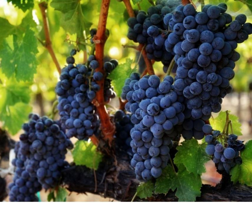 Crno grožđe