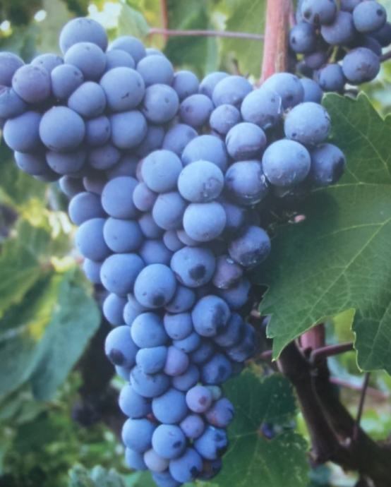 Crno grožđe