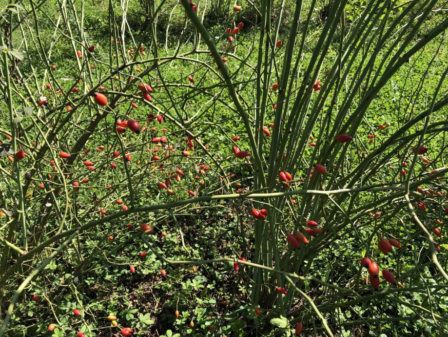 Divlji šipak - Rosa Canina