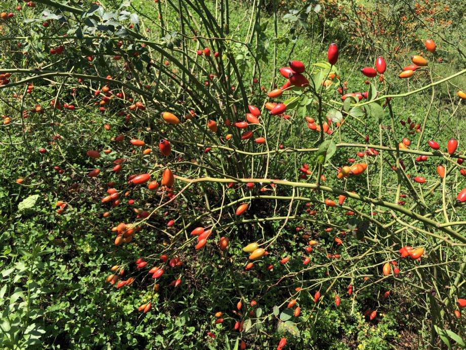 Divlji šipak - Rosa Canina