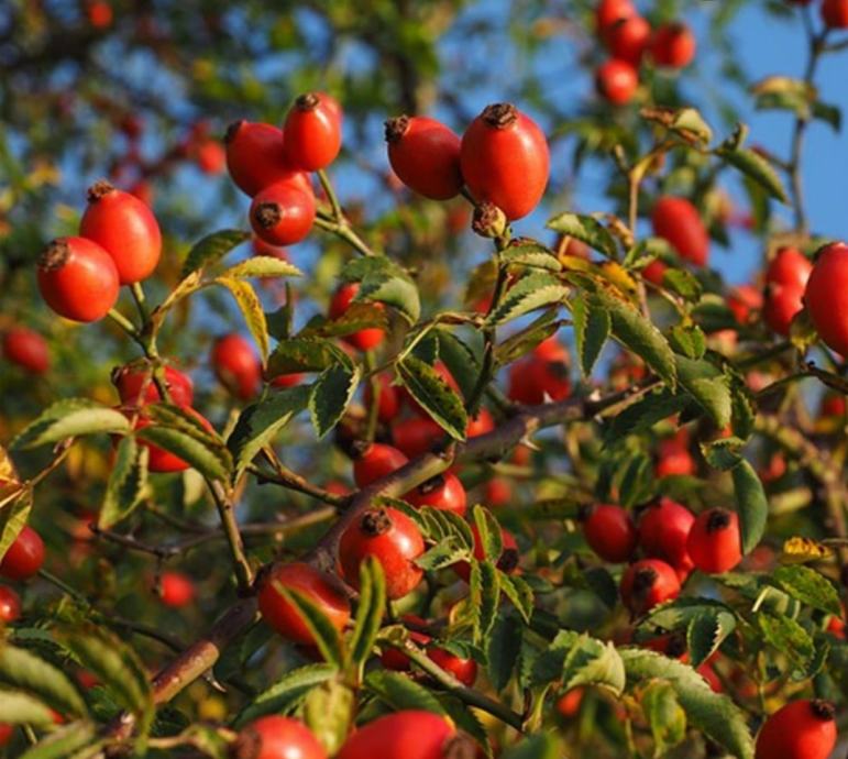 Divlji šipak / Šipurak / Rosa Canina / Pasja ruža / Divlja ruža