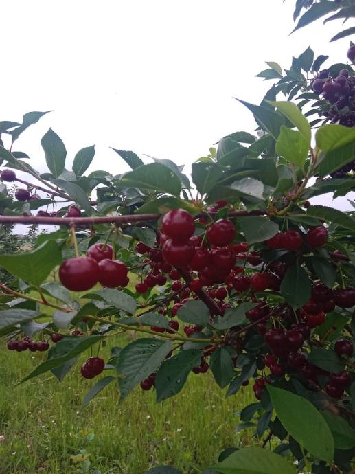 DOMAĆA VIŠNJA - KASNIJA SORTA