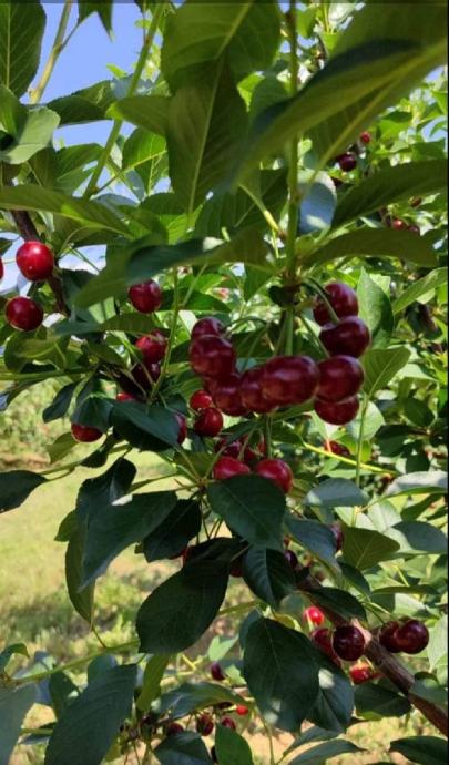 DOMAĆA VIŠNJA - KASNIJA SORTA