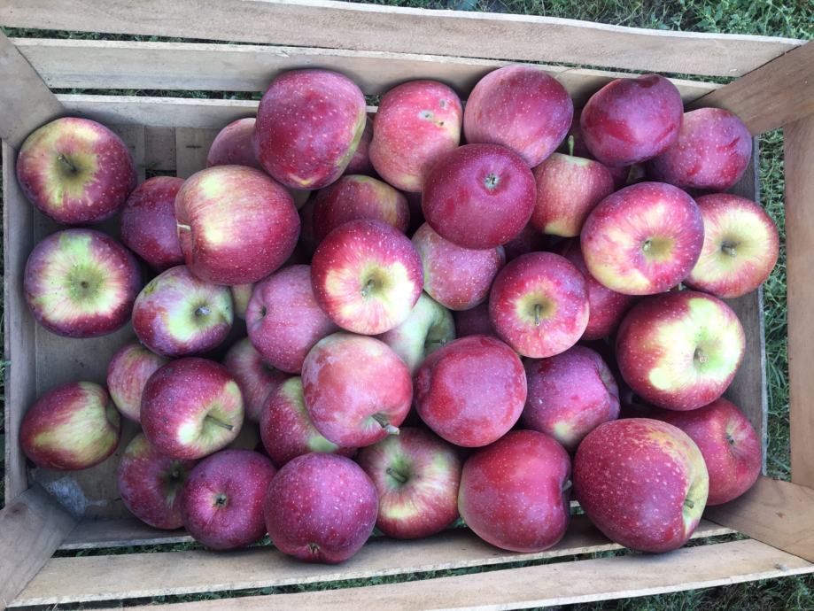 domaće jabuke: Idared, Zlatni delišes, Jonagold, Gloster Braeburn,
