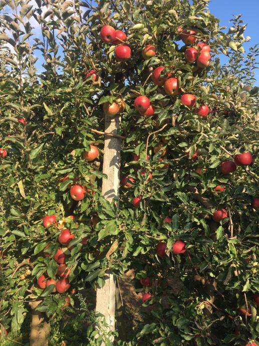 domaće jabuke: Idared, Zlatni delišes, Jonagold, Gloster Braeburn,