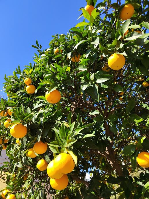 Domaće neprskane naranče