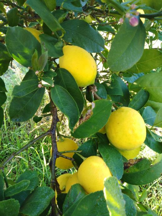 domaći limun neprskani