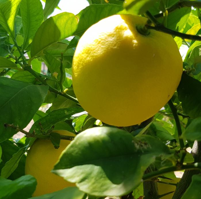 Domaci limun
