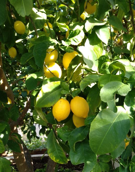 Domaći limun 25 kn/kg