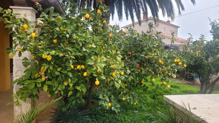 DOMACI ORGANSKI LIMUN IZ MEDITERANSKOG VRTA