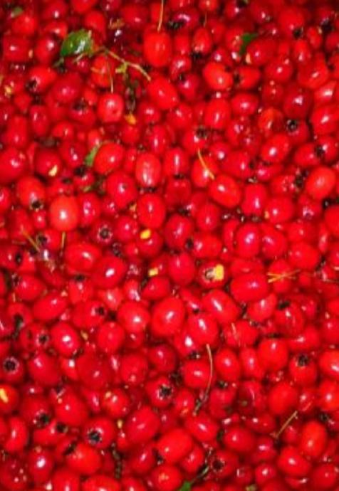 Glog - svježi, suhi i sadnice