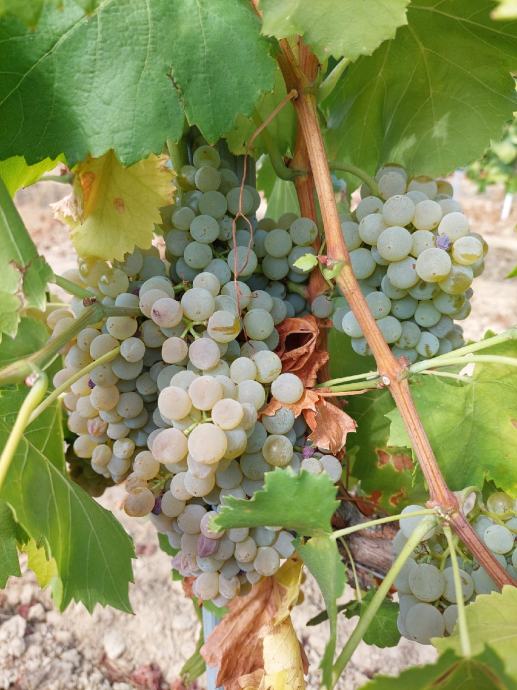 GROŽĐE BIJELI GRENAŠ (Granache)