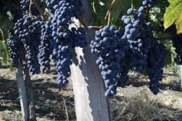 Grožđe bijelo-crno Vrgorac - polje Jezero