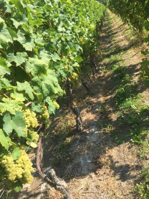 Grožđe bijelo-crno Vrgorac - polje Jezero