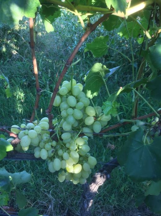 Grožđe bijelo-crno Vrgorac - polje Jezero