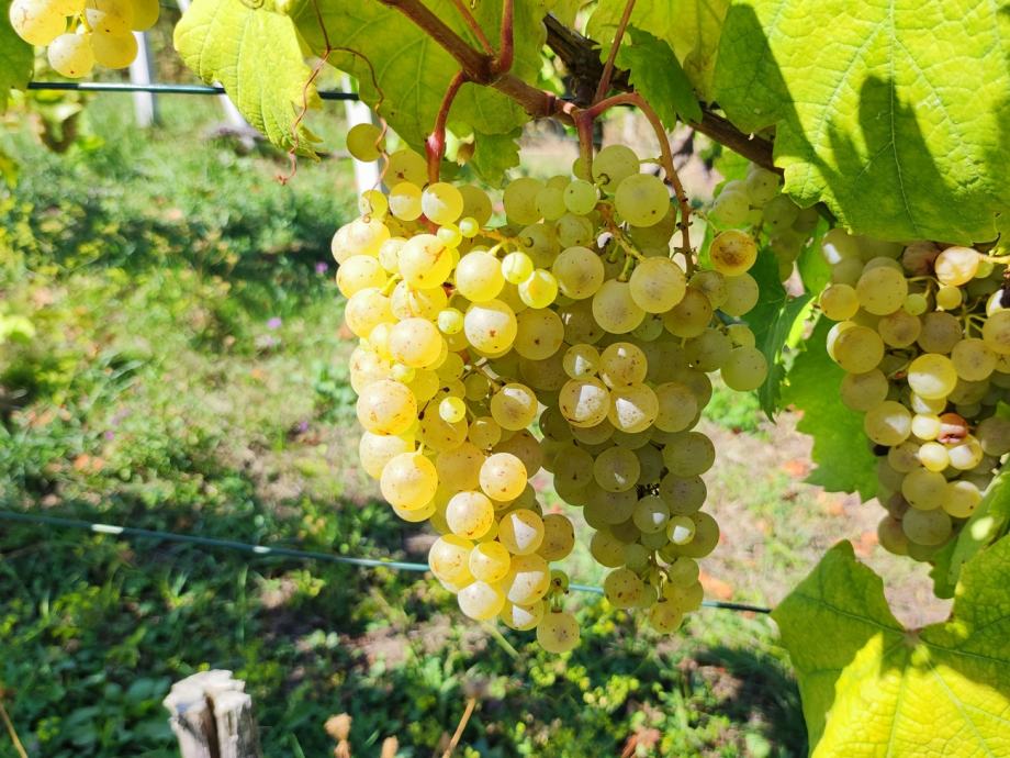 Grožđe bijelo miješano, kraljevina, bjelina...