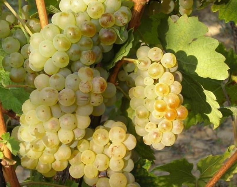 Grožđe Graševinu podneblja Kutjevo