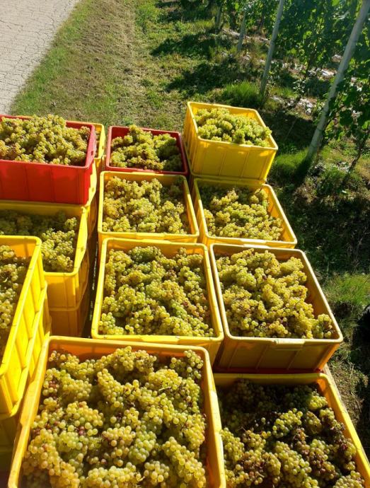 Grožđe Kraljevina 1500kg