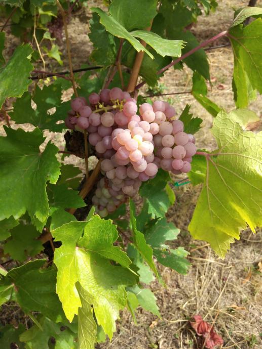 Grožđe - kraljevina i kombinacija ostalih sorti VRHUNSKA