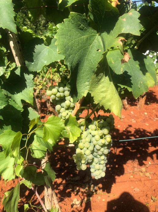 Grožđe Malvazija Istarska