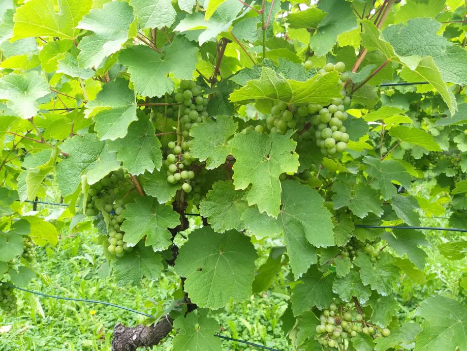 GROŽĐE
