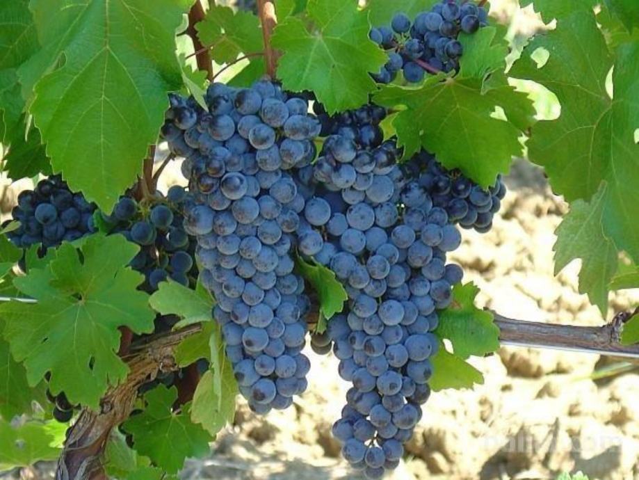 Grožđe frankovka i cabernet