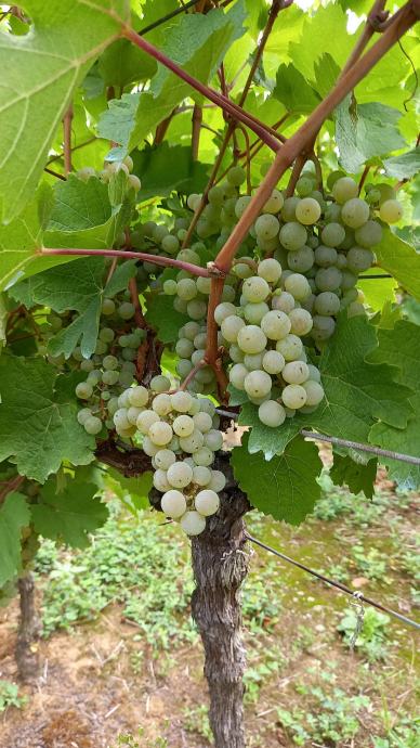 Grožđe sorta Rajnski rizling