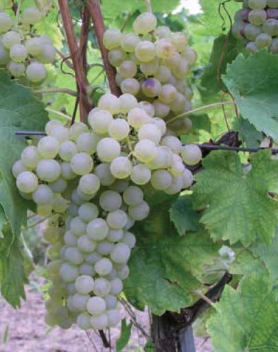 Grožđe sorte škrlet i frankovka