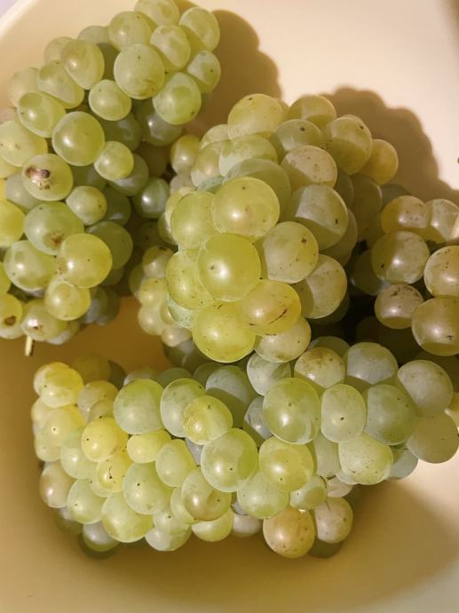 Grožđe sorte žuti muškat