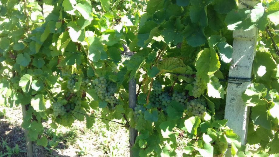 Grožđe Stolno bijelo - Jaska, berba ODMAH