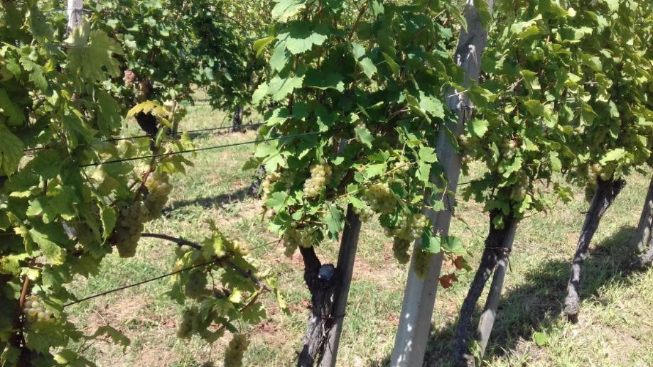 Grožđe Stolno bijelo - Jaska