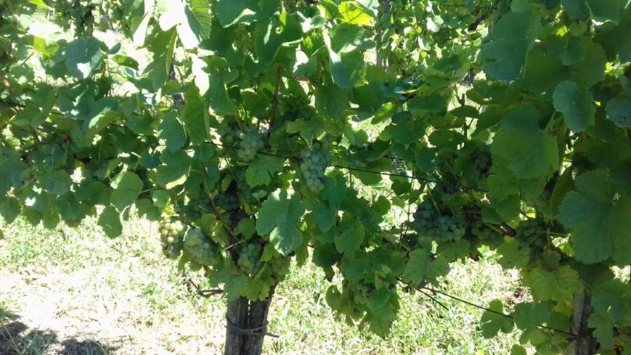 Grožđe Stolno bijelo - Jaska, berba ODMAH