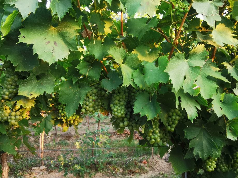 Grozdje (Grasevina, Traminac i Frankovka)