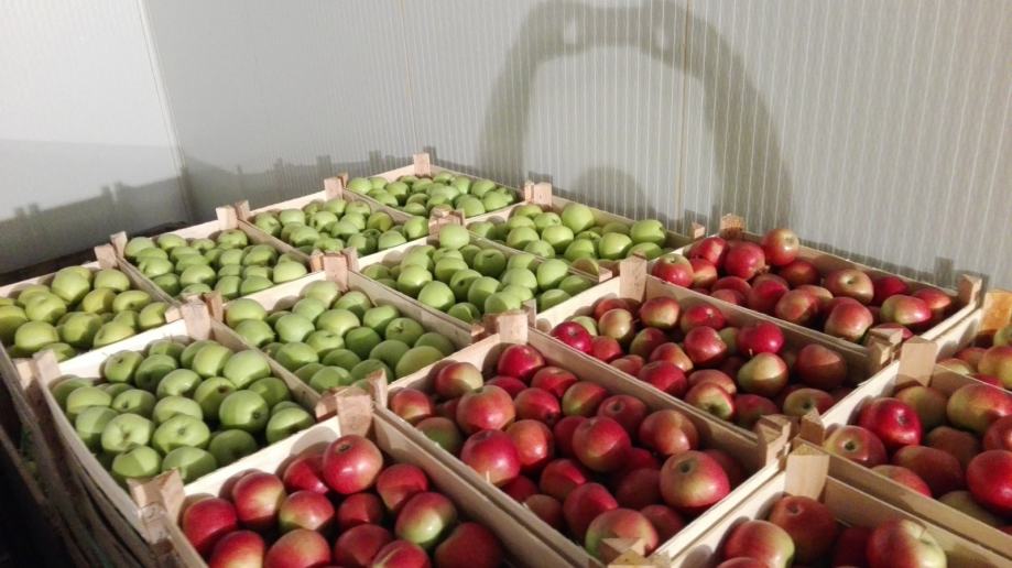 Jabuke, više sorti!