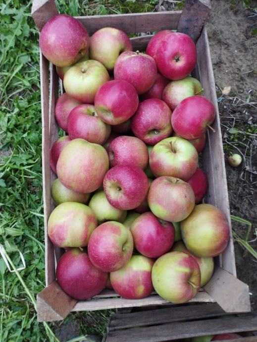 Jabuke 1. klasa i industrijska jabuka