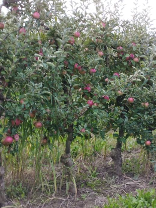 Jabuke 1. klasa i industrijska jabuka