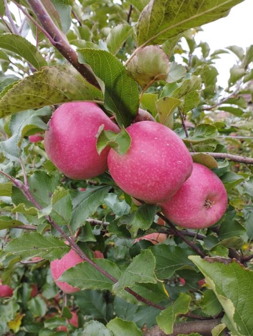 Jabuke 1. klasa i industrijska jabuka