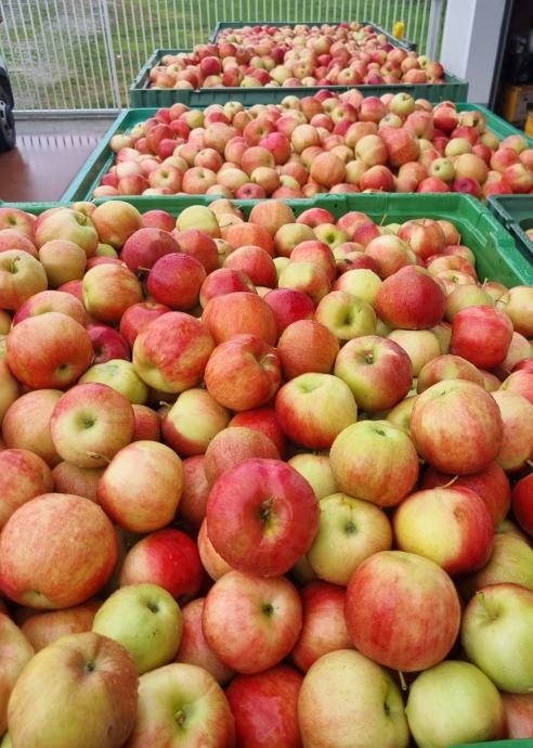 Jabuke Idared, Cripps Pink