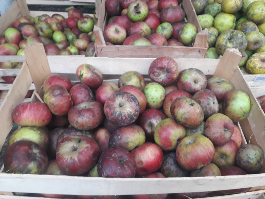 Jabuke koturače i zelenike