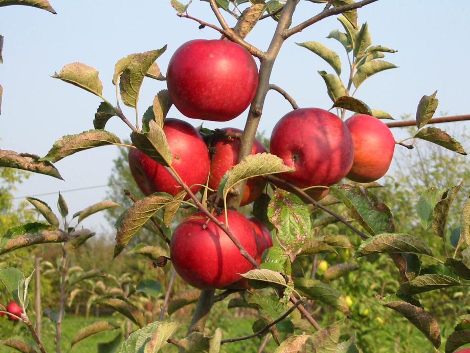 JABUKE nešpricane Jonagold, Idared, Granny Smith berete sami